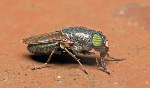 Chlororhinia fuscohirta · iNaturalist