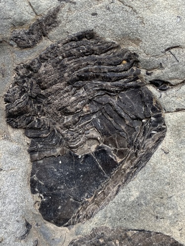 Género Pycnodonte · iNaturalist Mexico