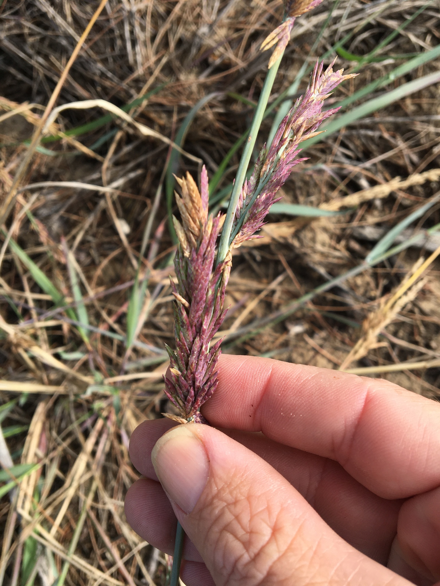 Eragrostis interrupta P.Beauv.