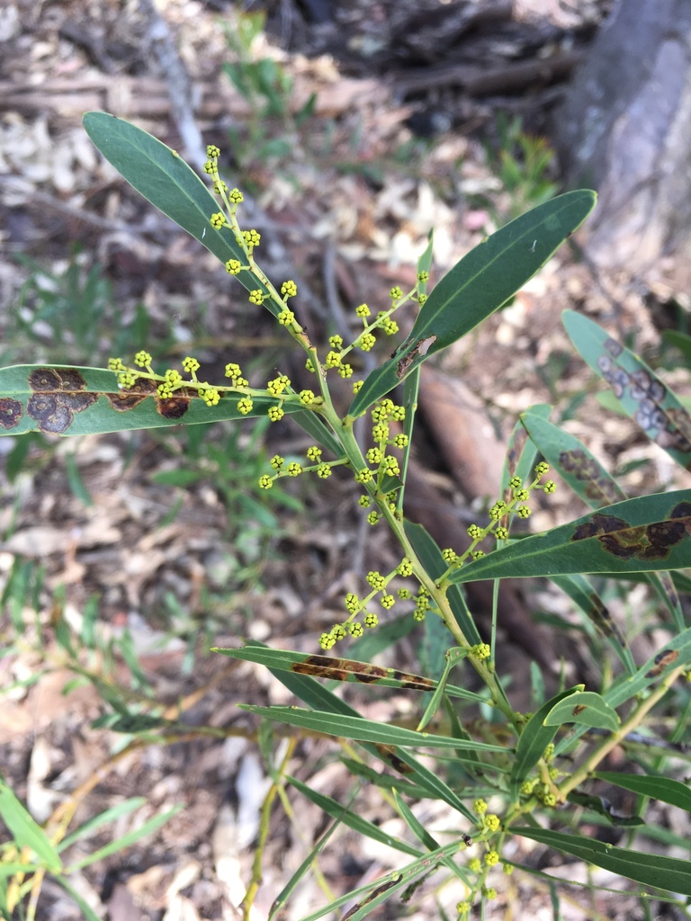Boomerang Wattle (Acacia amoena) - Botanical Realm