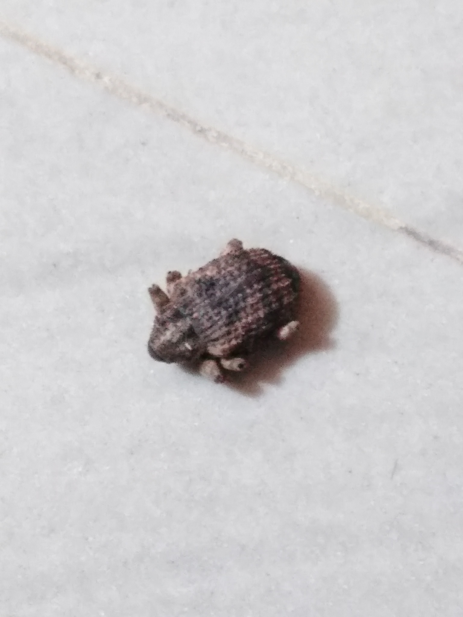 Sternochetus mangiferae (J.C.Fabricius, 1775)