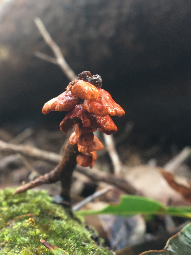 Orange Fan from River View Drive, Margaret River, WA, AU on June 29 ...