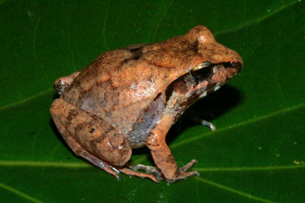 Taylor's Barking Frog from La Eca on February 22, 2012 by Iván Trinidad ...