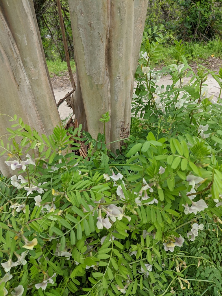 Large yellow vetch from Manchester, Richmond, VA, USA on April 4, 2020 ...