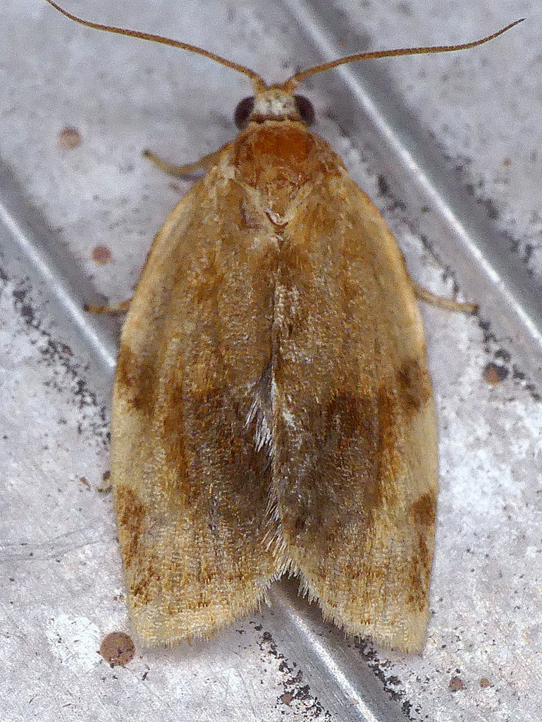 Rose Tortrix Moth from Cormierville, Kent County, NB, Canada on June 28 ...