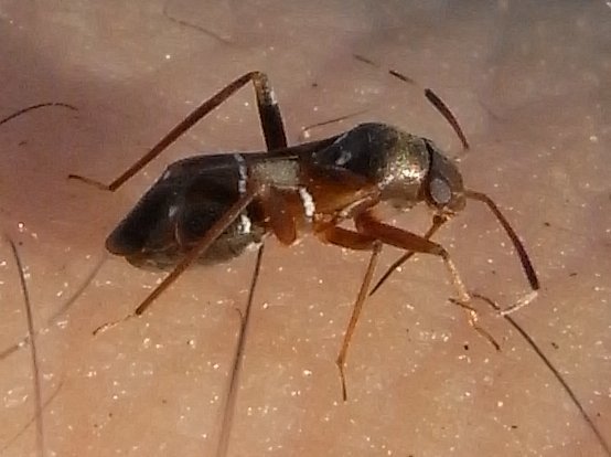 Pilophorus perplexus (Madeira True Bugs) · iNaturalist