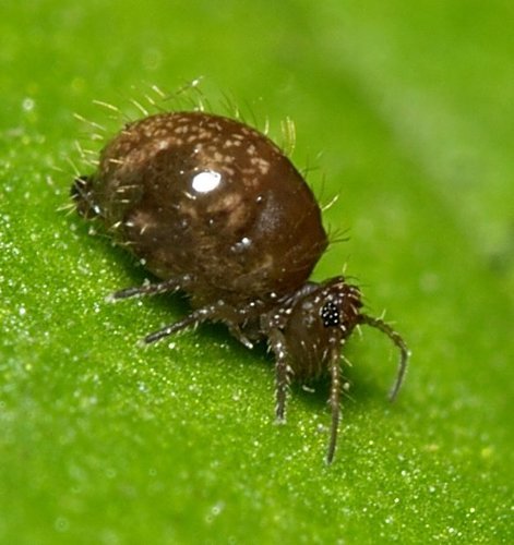 Globular Springtails (Family Sminthuridae) · iNaturalist