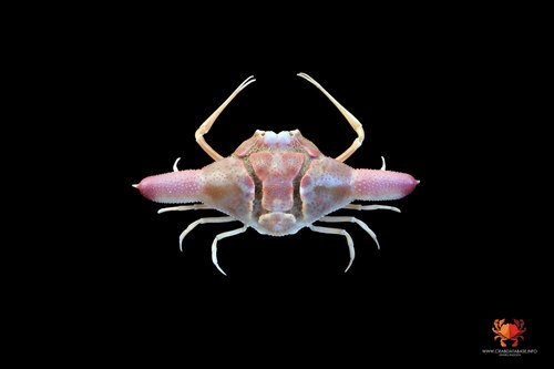 Genus Ixa · iNaturalist