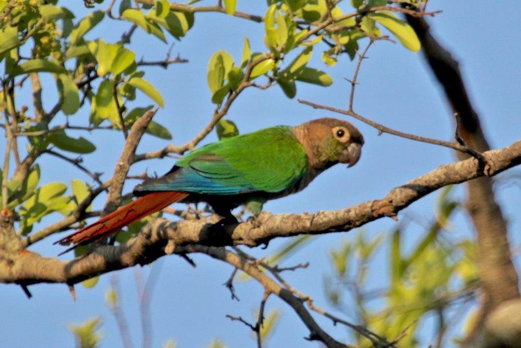 Green-cheeked Parakeet (Wildlife of the United States - Birds Pt.1 ...