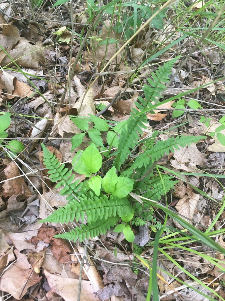 ebony spleenwort from Blood Root Valley, New York, NY, US on June 29 ...