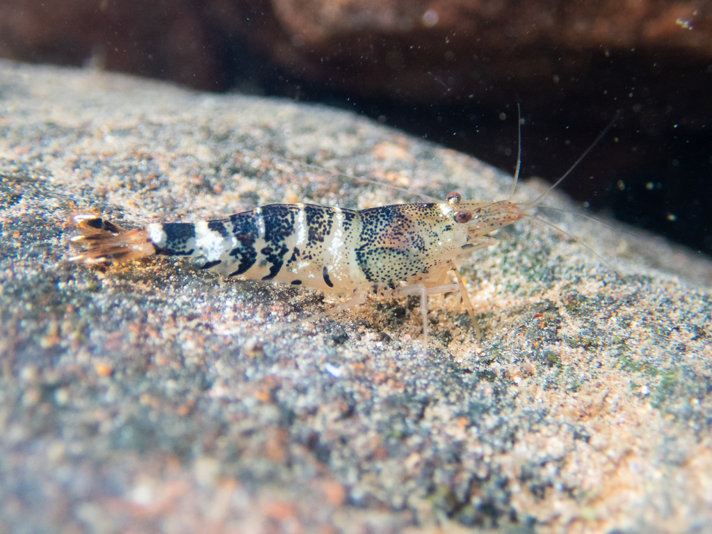 Caridina logemanni in June 2020 by Colin Chiu · iNaturalist