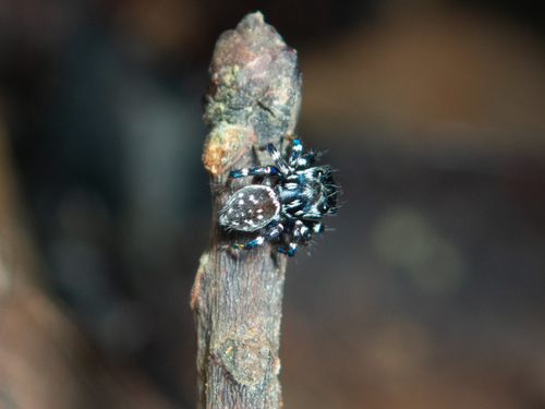 Genus Euochin · iNaturalist