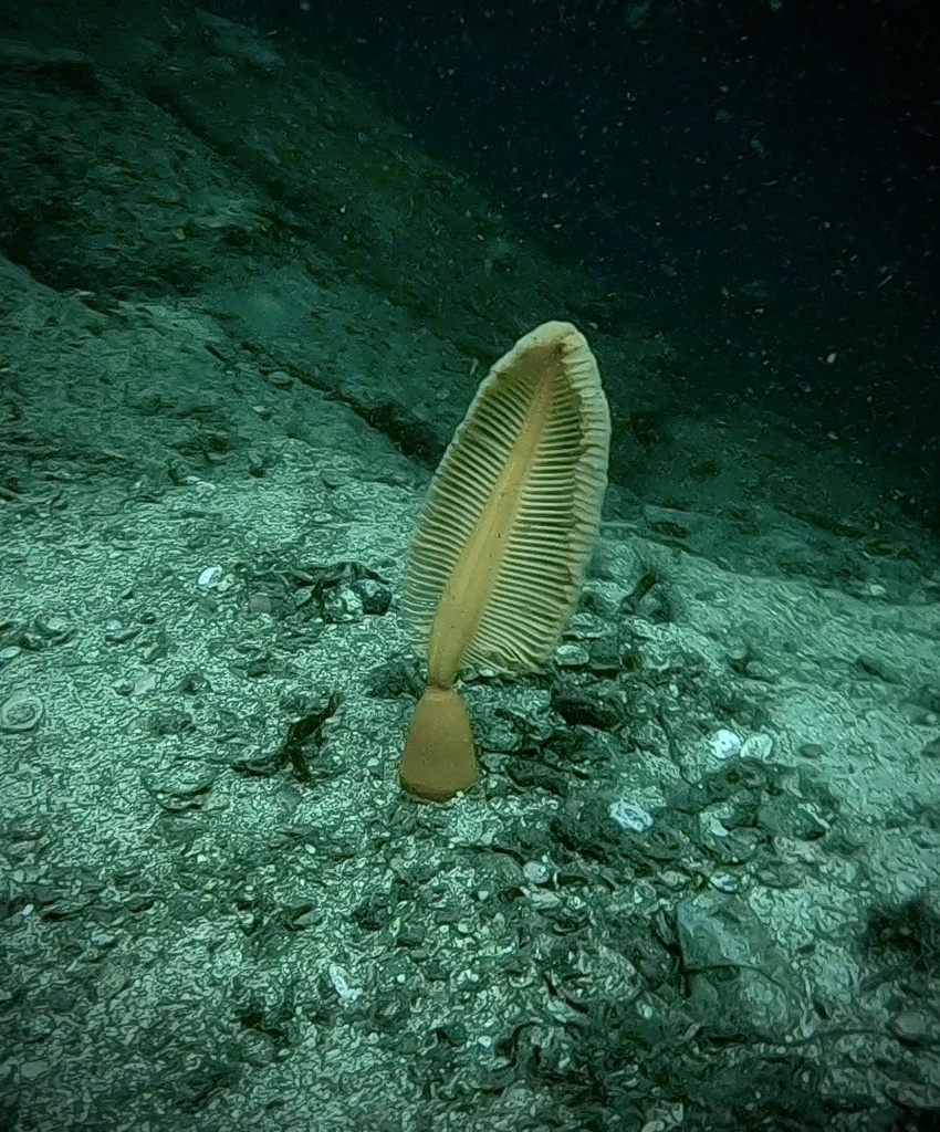 Orange Sea Pen in June 2020 by j0shandrews · iNaturalist