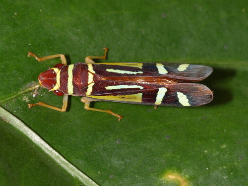 Omagua fitchii · iNaturalist