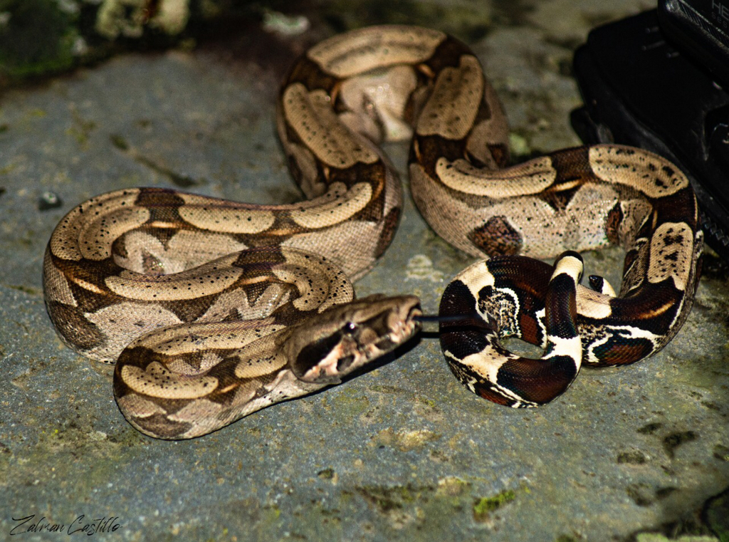 Mazacuata desde Santa María, CO-BY, CO el 29 de junio de 2020 a las 13: ...