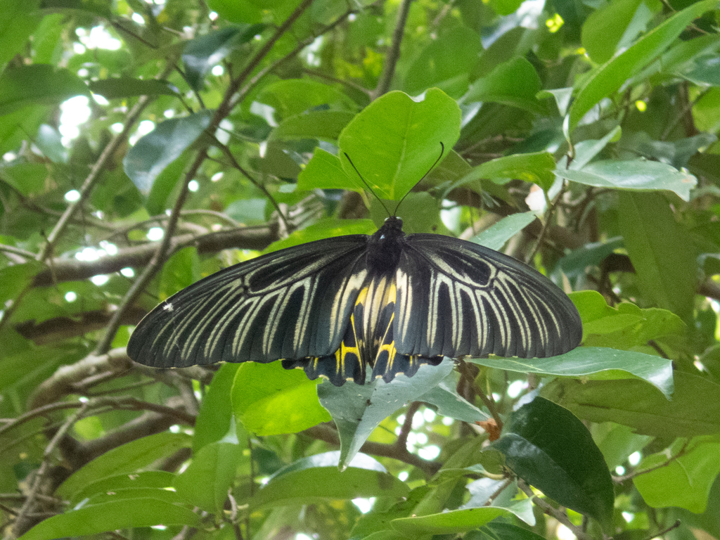 Golden Birdwing in June 2020 by Colin Chiu · iNaturalist