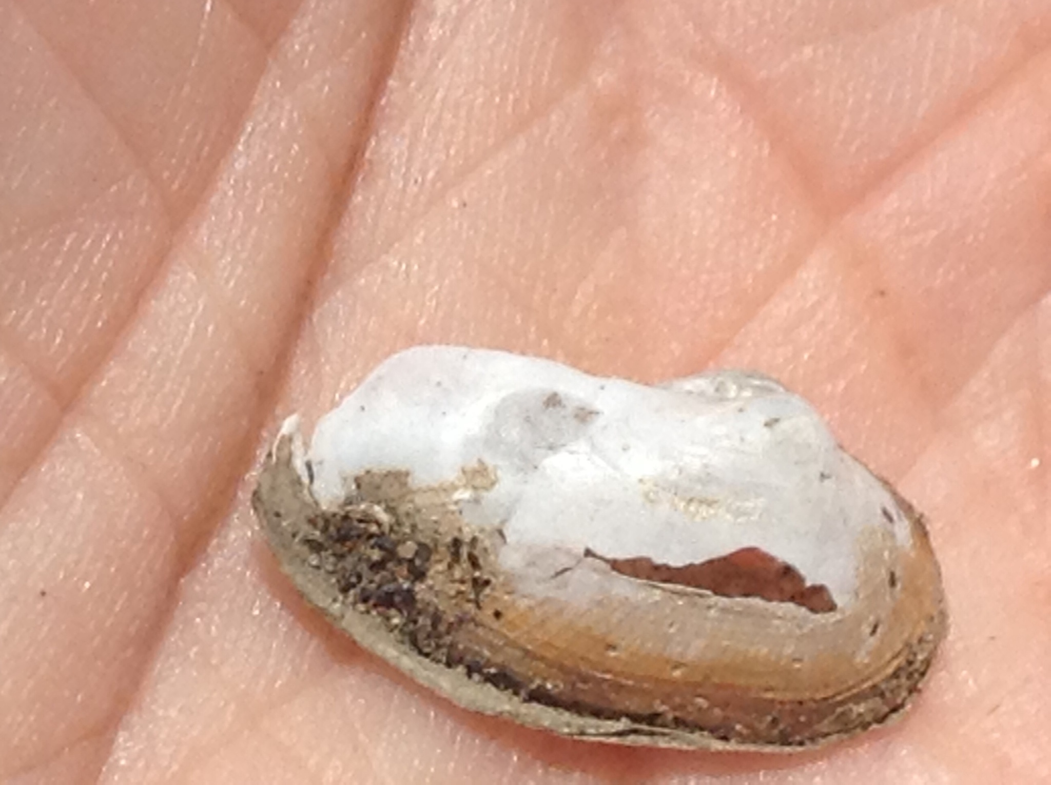 Lyonsia hyalina (Conrad, 1831)