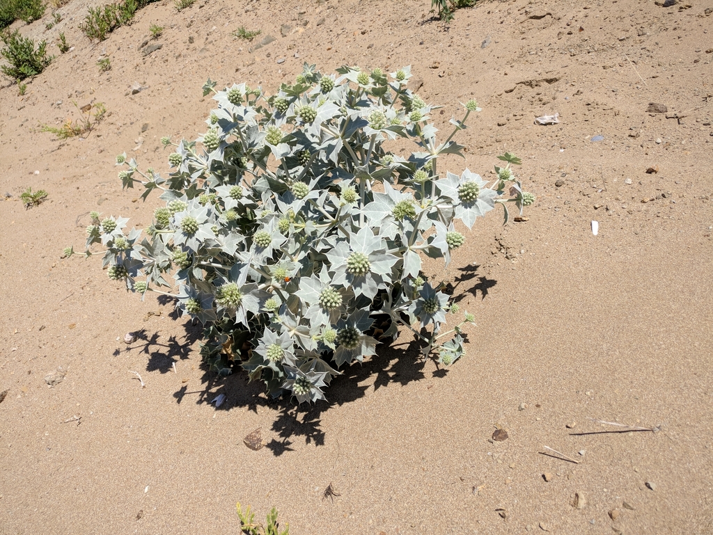 Sea Holly (CKISS EcoGarden plant list) · iNaturalist