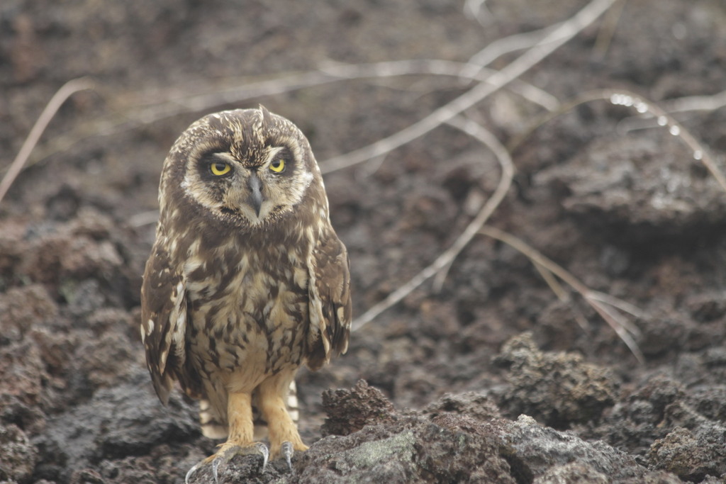 Galápagos Short-eared Owl (Asio flammeus galapagoensis) - Avian Discovery