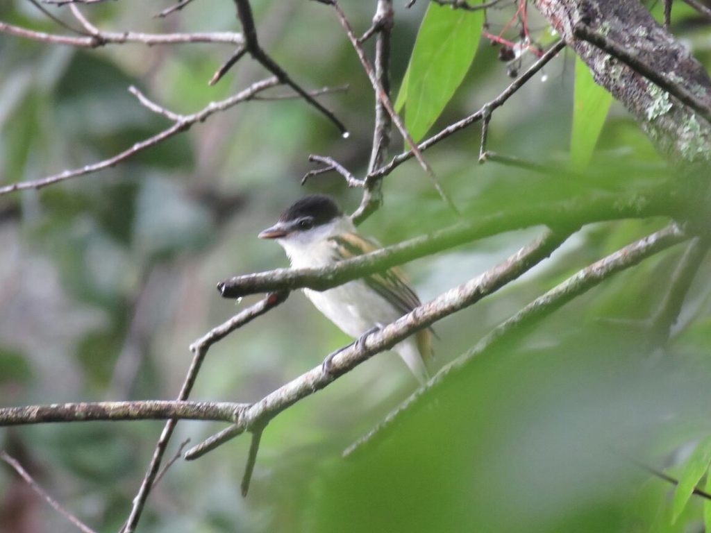 Gray-collared Becard from La Concordia, Chis., México on March 31, 2017 ...