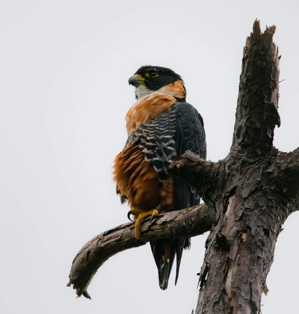 Orange-breasted Falcon (Falco deiroleucus) - Avian Discovery