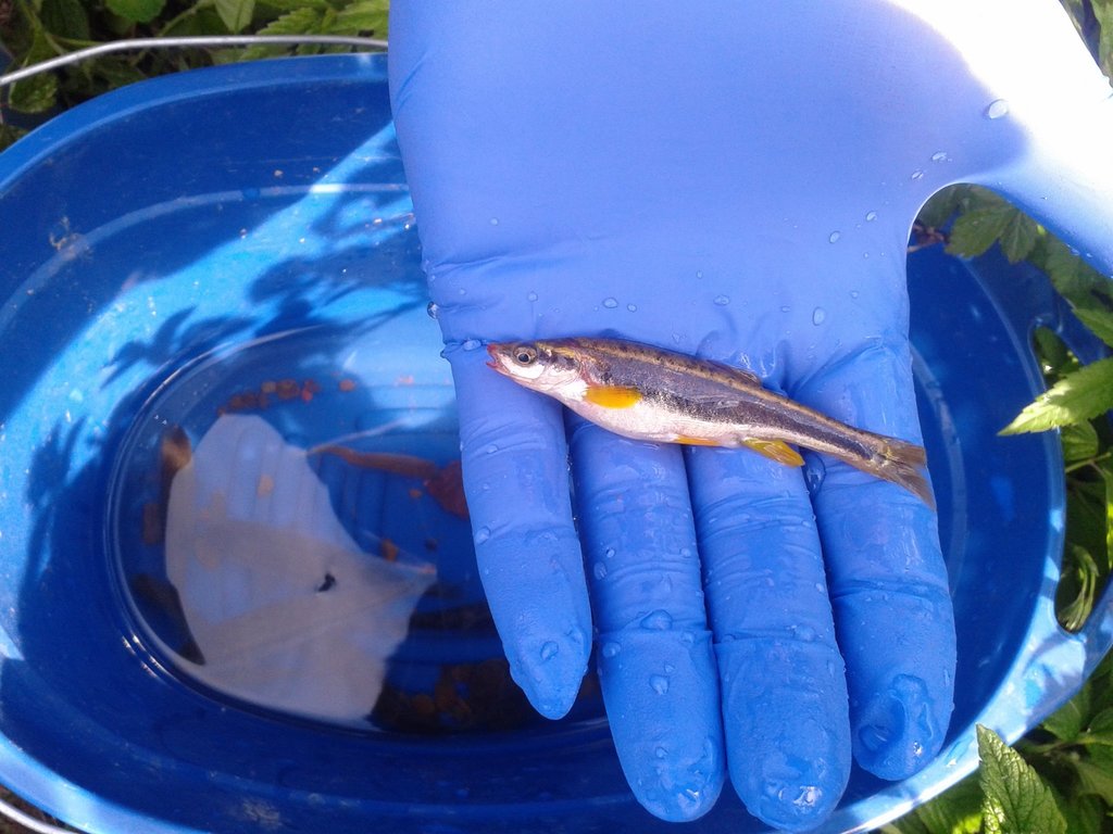 Blackside Dace (Fishes of Tennessee (work in progress)) · iNaturalist