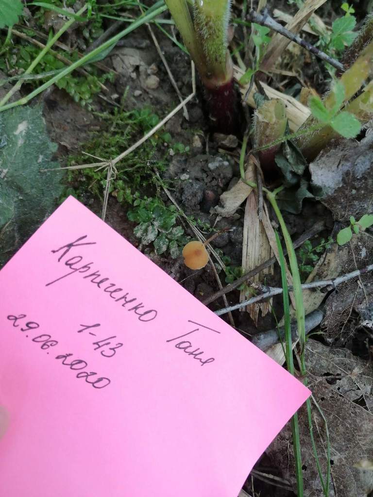 Basidiomycete Fungi from Минский район, Беларусь on June 29, 2020 by ...