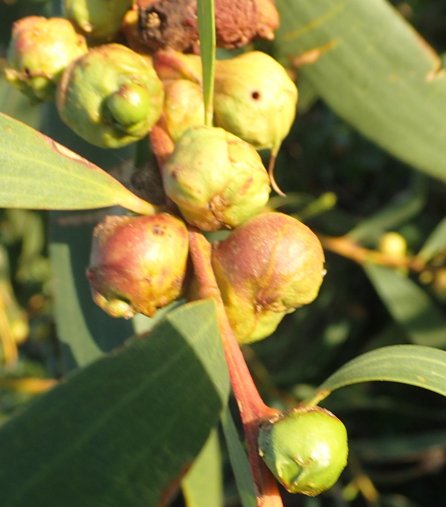 Longleaf Wattle Gall Wasp from Belvidere plantation, South Cape DC ...