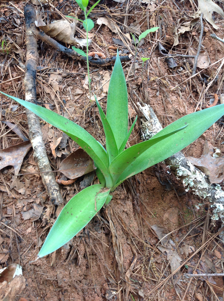 Eastern False Aloe (Nash Prairie Plants List) · iNaturalist