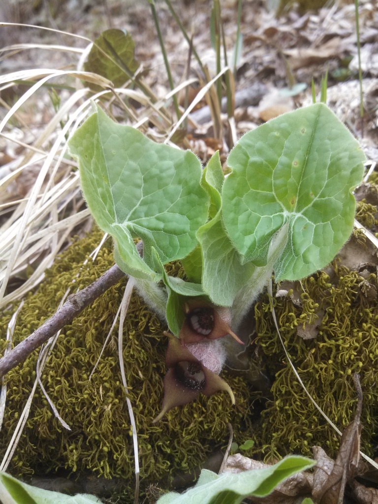 common wild ginger from Beaver, Pennsylvania, United States on April 28 ...