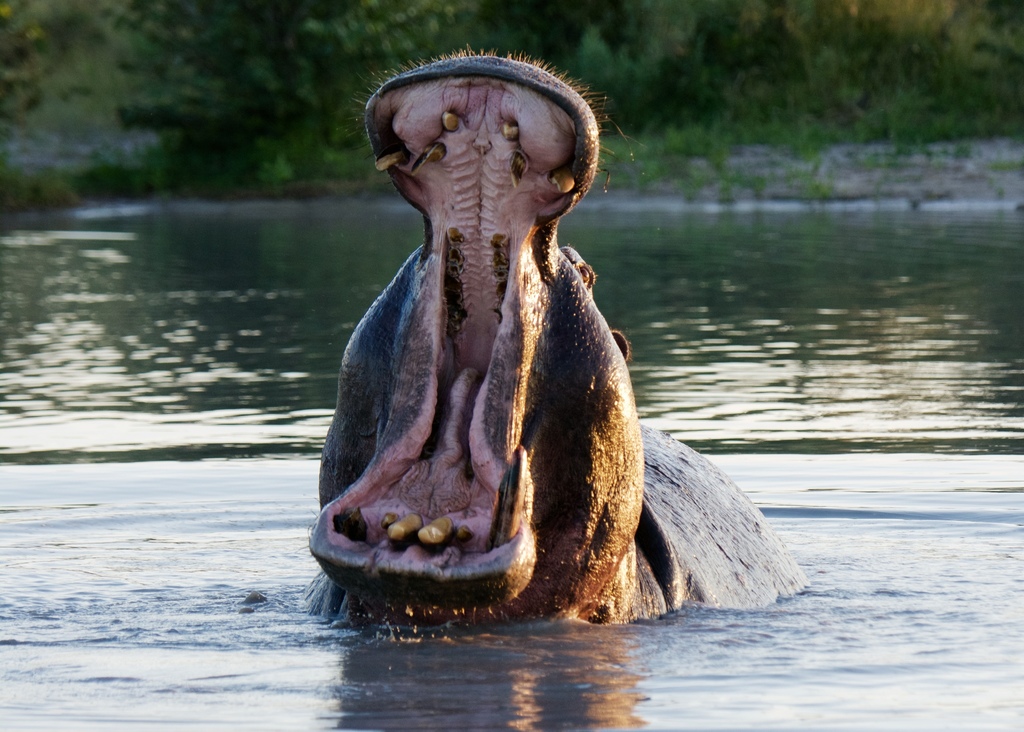 Common Hippopotamus (Hippopotamus amphibius) - Know Your Mammals