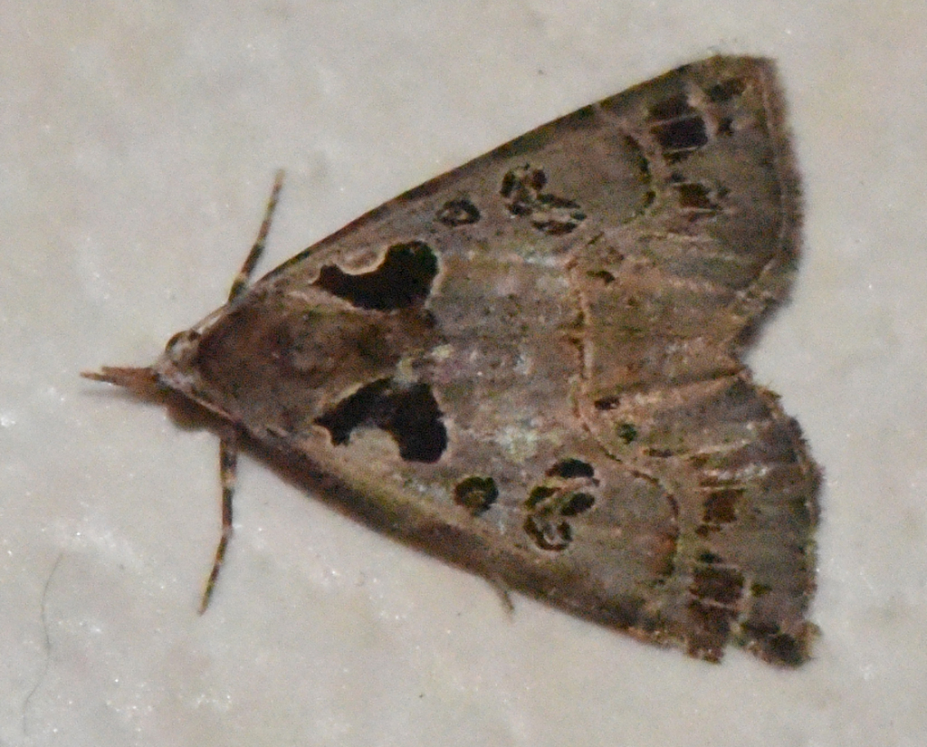 Arsina silenalis (Noctuidae of Africa) · iNaturalist