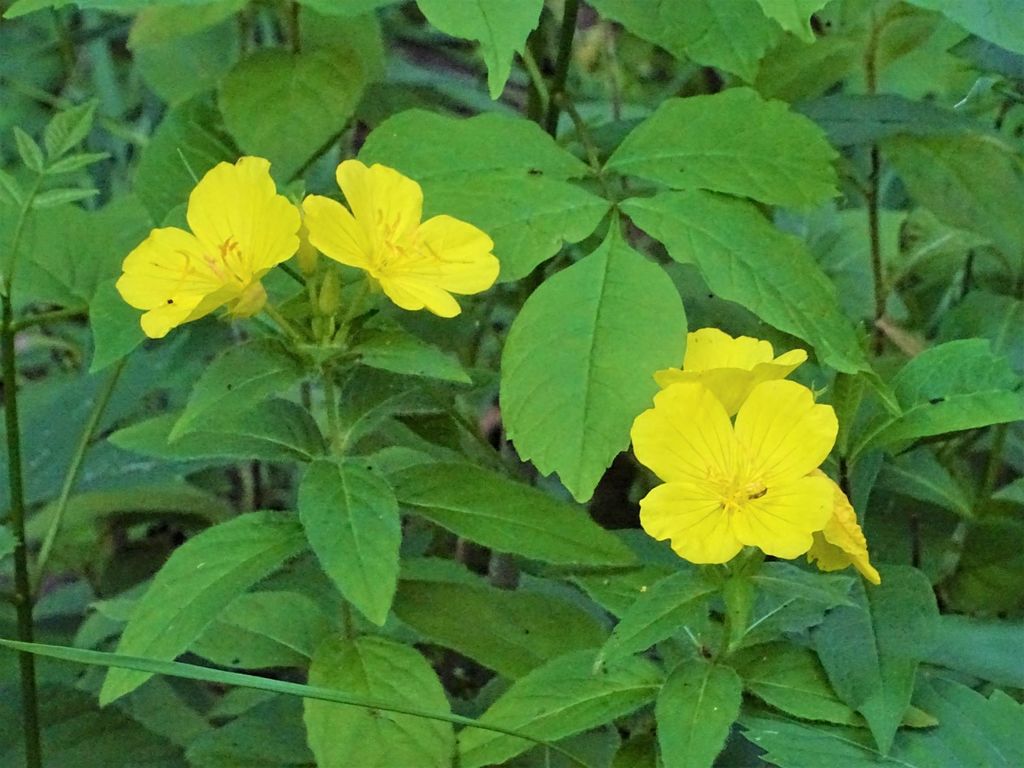 meadow evening primrose from Barrie's Lake, Ontario N0B, Canada on June ...