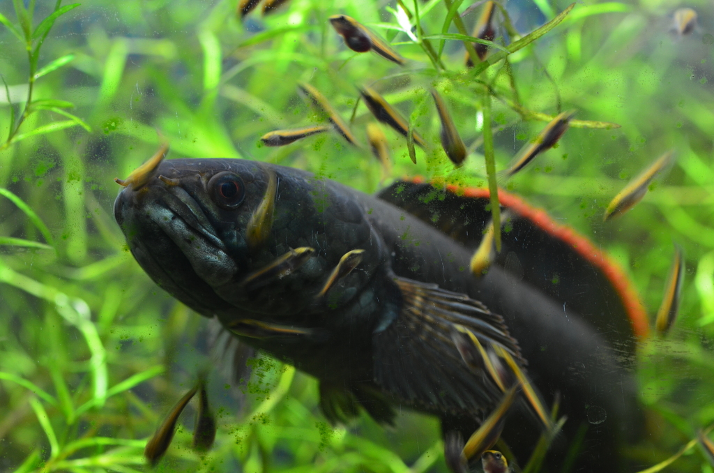 Dwarf Snakehead (Channa gachua) - Marine Life Identification