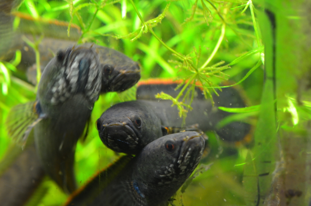 Dwarf Snakehead (Channa gachua) - Marine Life Identification