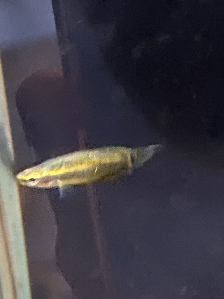 Pygmy Killifish from US-19 N, Lamont, FL, US on June 29, 2020 at 12:49 PM by Liz Childress ...