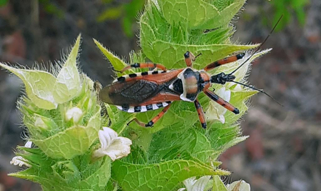 Spotted Assassin Bug from Qastal Maaf, Syria on June 26, 2020 at 10:12 ...