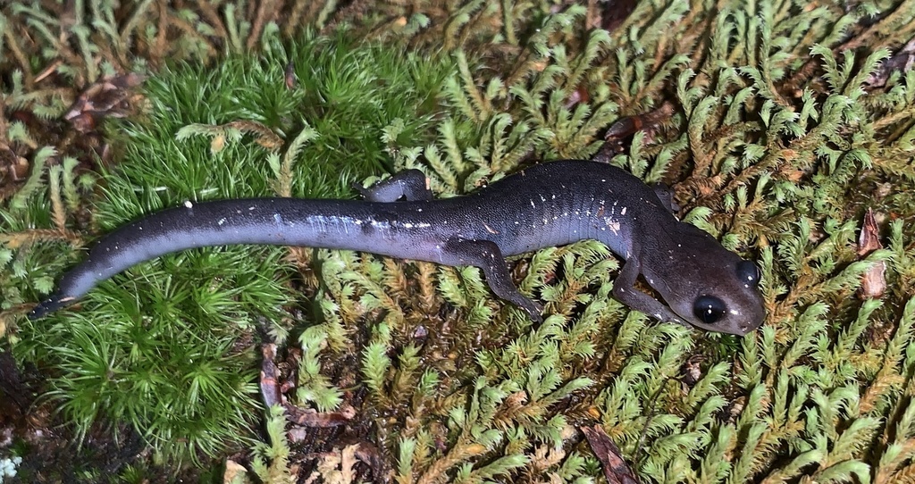 Northern Gray-cheeked Salamander from George Washington & Jefferson ...