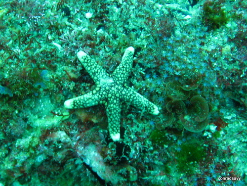 Ferdina sadhensis · iNaturalist