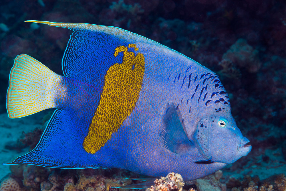 Halfmoon Angelfish (Edible Saltwater Fish ( Reef )) · iNaturalist