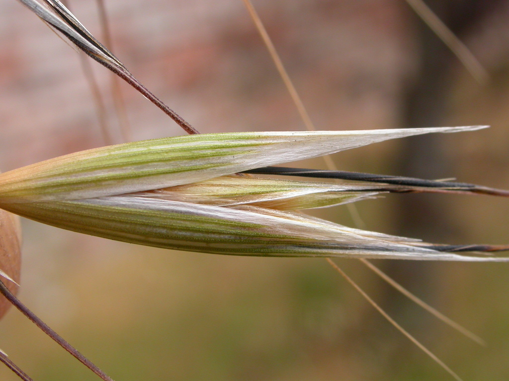 slender wild oat (A Floral Guide to Walker Ridge) · iNaturalist