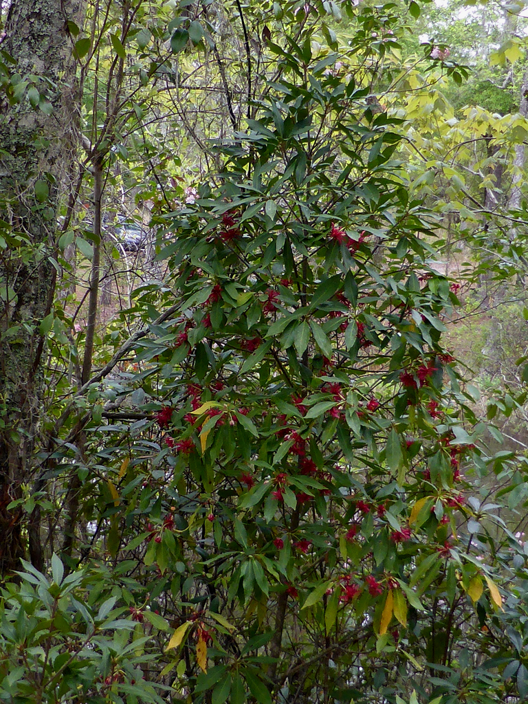 Florida Anise (Illicium floridanum) - Botanical Realm