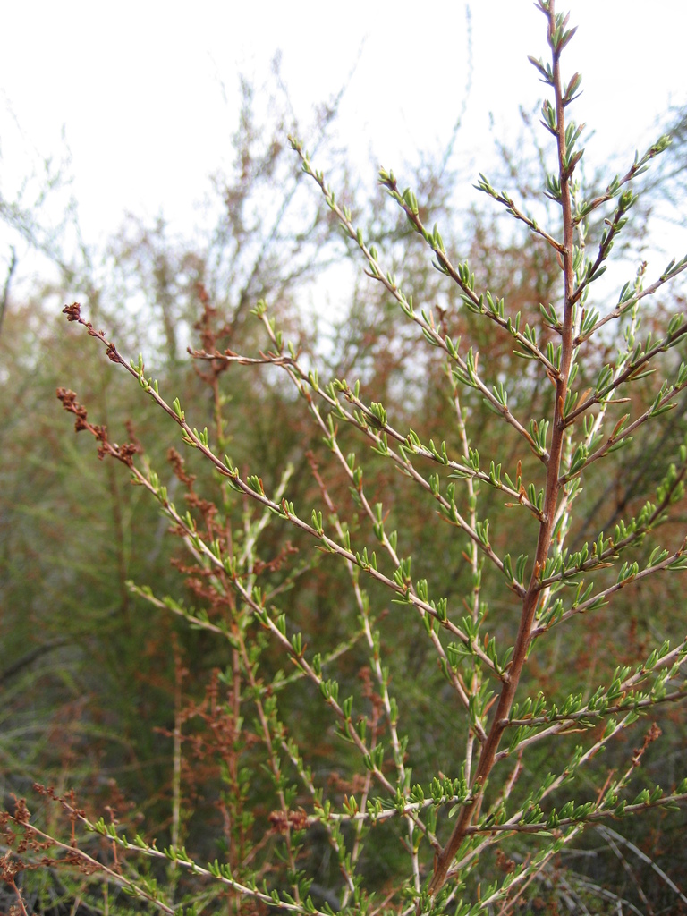 chamise (A Floral Guide to Walker Ridge) · iNaturalist