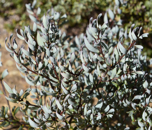 Persoonia coriacea · iNaturalist