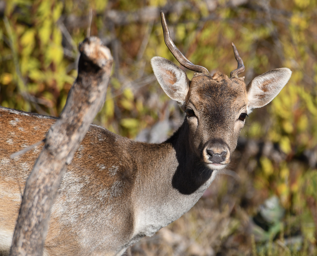 European Fallow Deer from Mount Gawler Native Forest Reserve SA 5231 ...