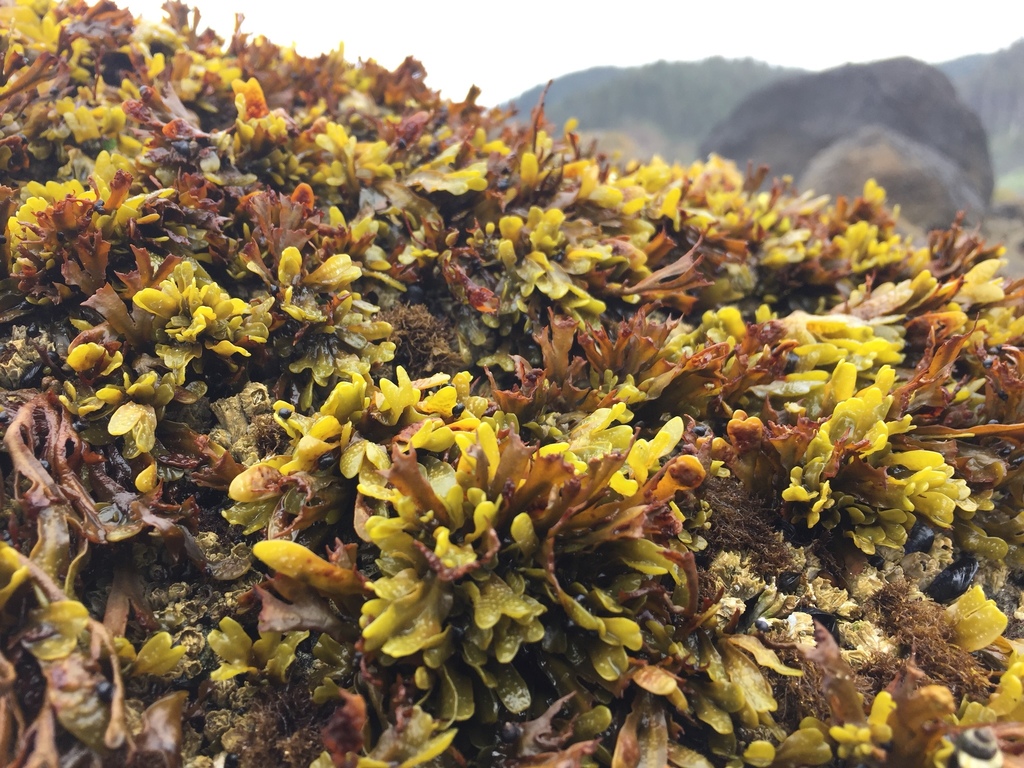 Rockweed from Ecola State Park, Seaside, OR, US on May 30, 2017 at 11: ...