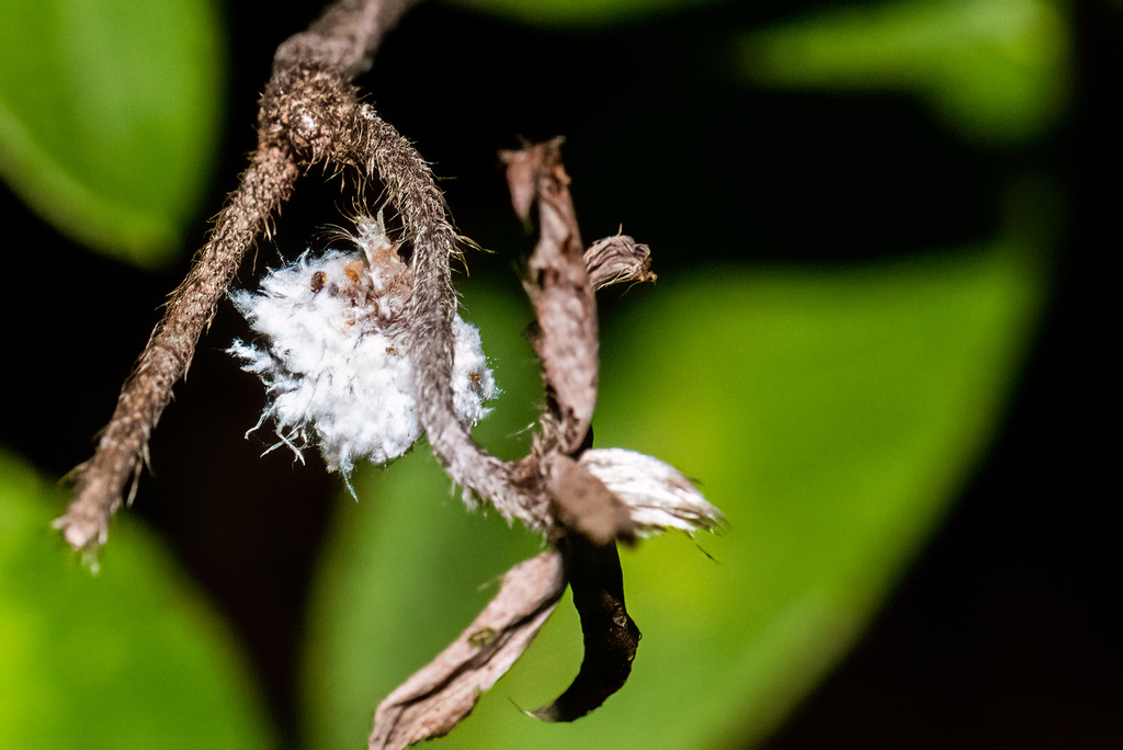 Winged and Once-winged Insects in June 2020 by Larry Basden · iNaturalist