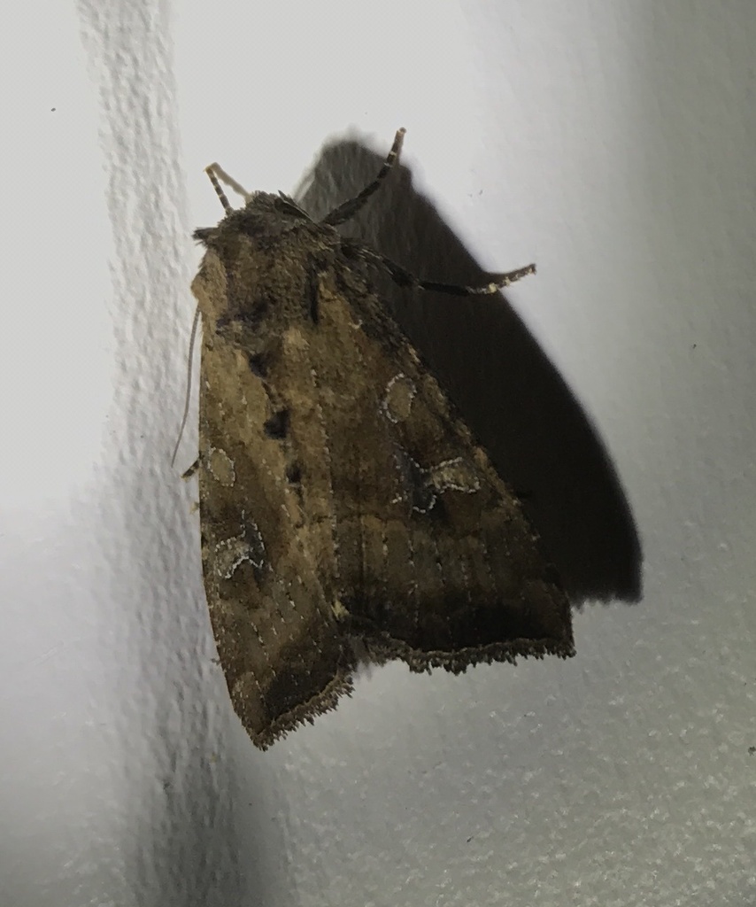 Veiled Ear Moth in June 2020 by privatenoaccess · iNaturalist