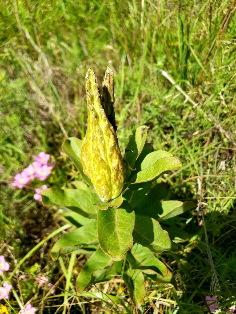 green antelopehorns from Pontotoc Ridge Preserve on June 26, 2019 at 03 ...