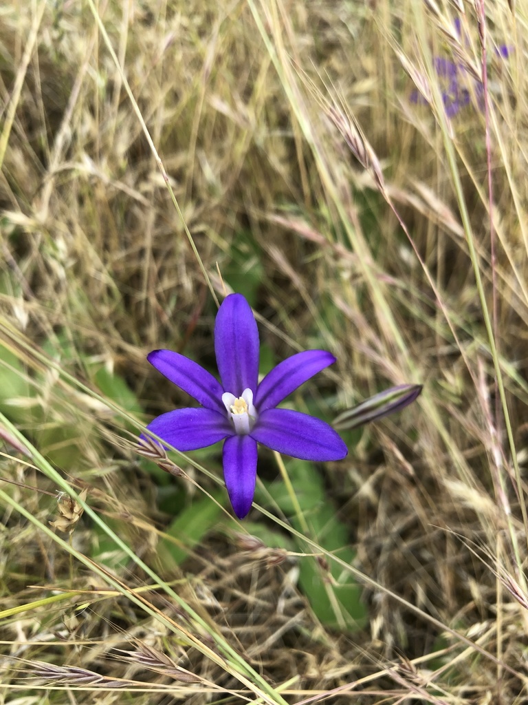 crown brodiaea (Brodiaea coronaria) - Botanical Realm